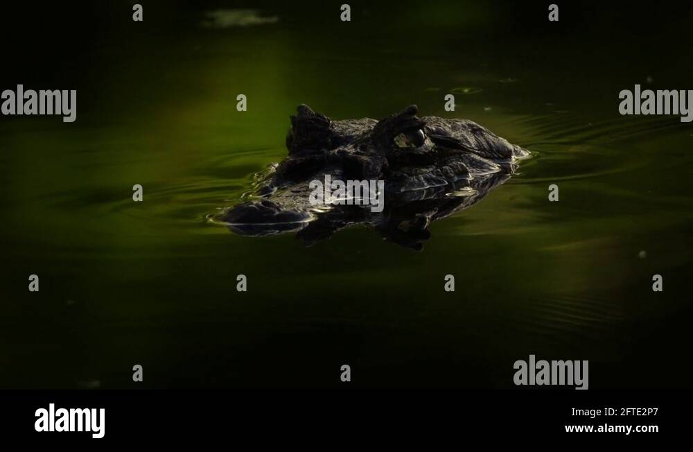 Tropical caiman Stock Videos & Footage - HD and 4K Video Clips - Alamy