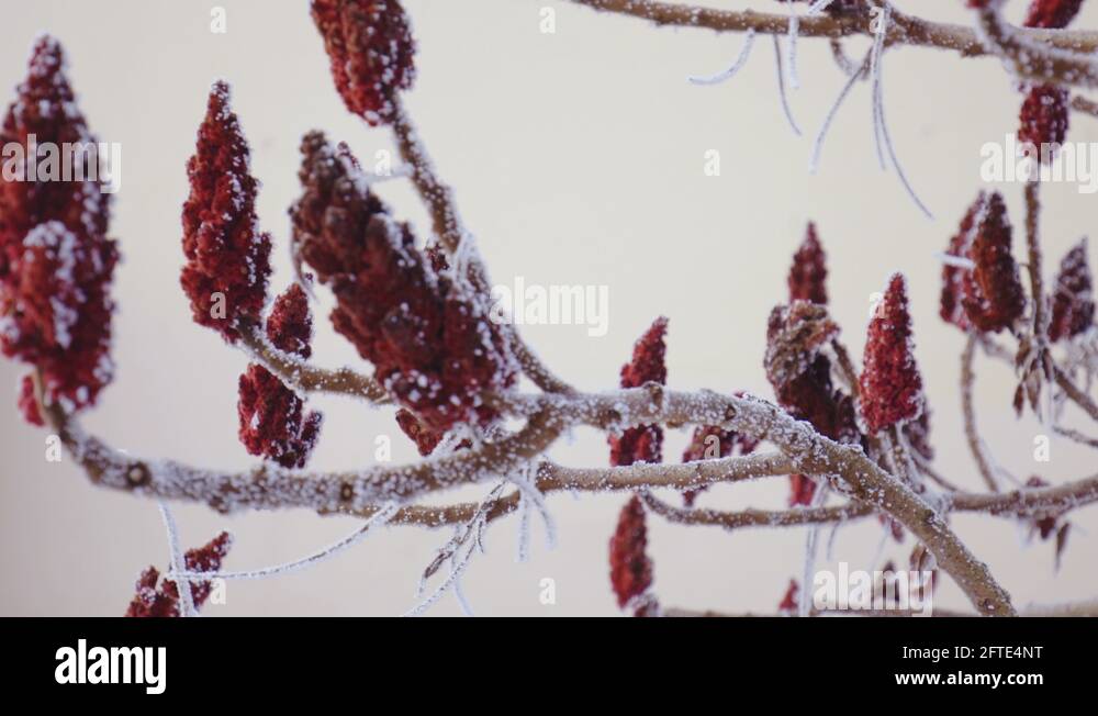 Sumac tree branch red Stock Videos & Footage - HD and 4K Video Clips ...