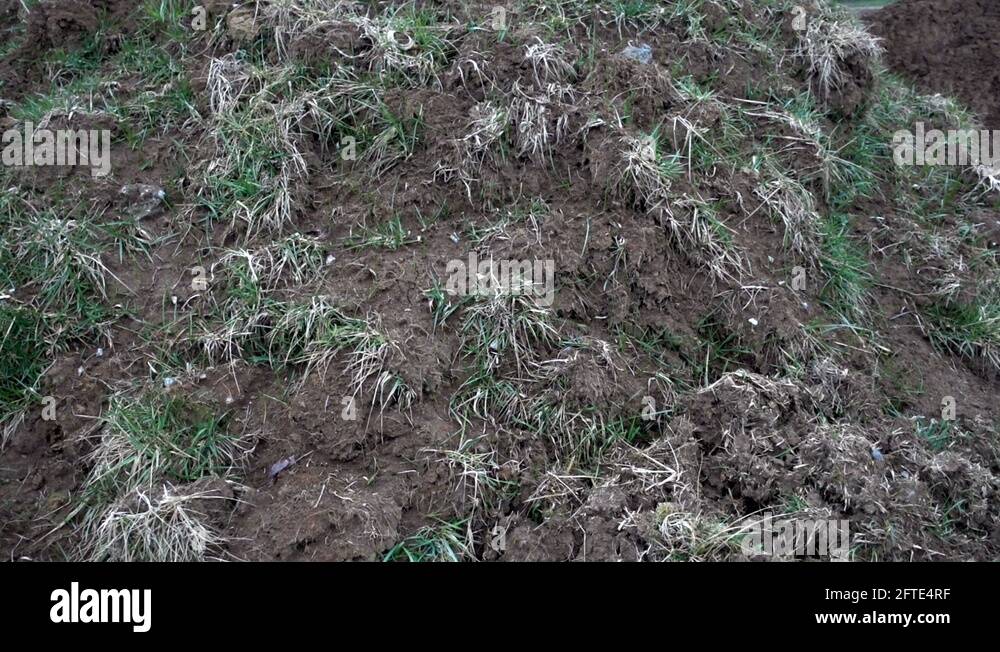 Bulldozed Stock Videos & Footage - HD and 4K Video Clips - Alamy