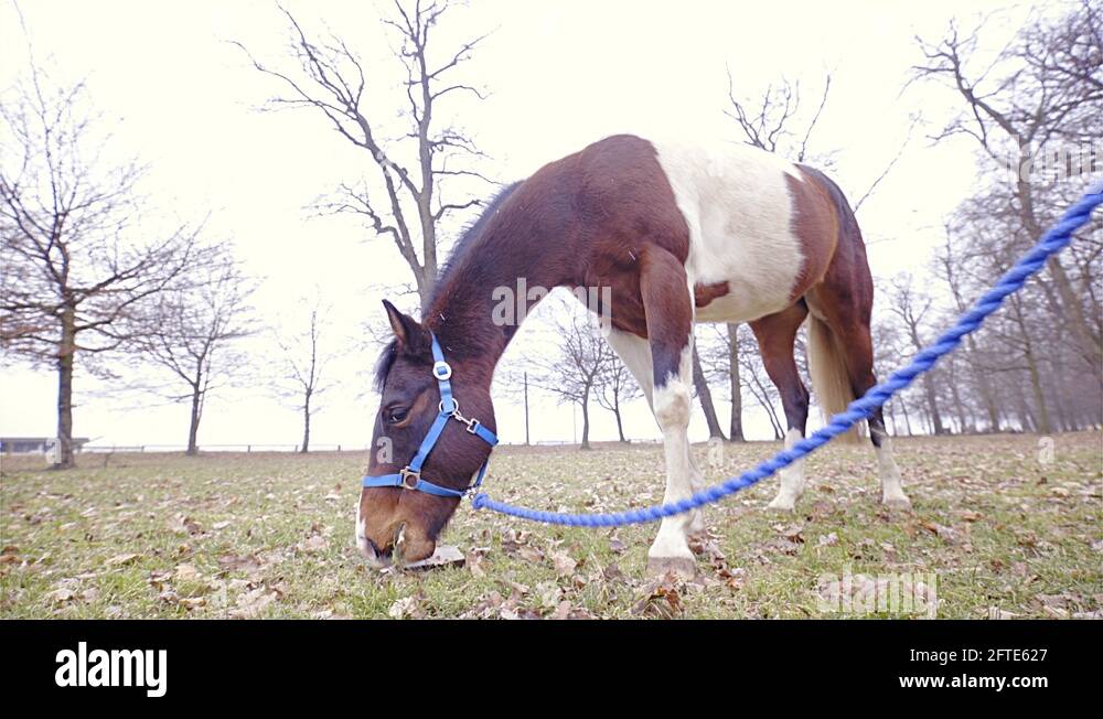 Feeding rope Stock Videos & Footage - HD and 4K Video Clips - Alamy