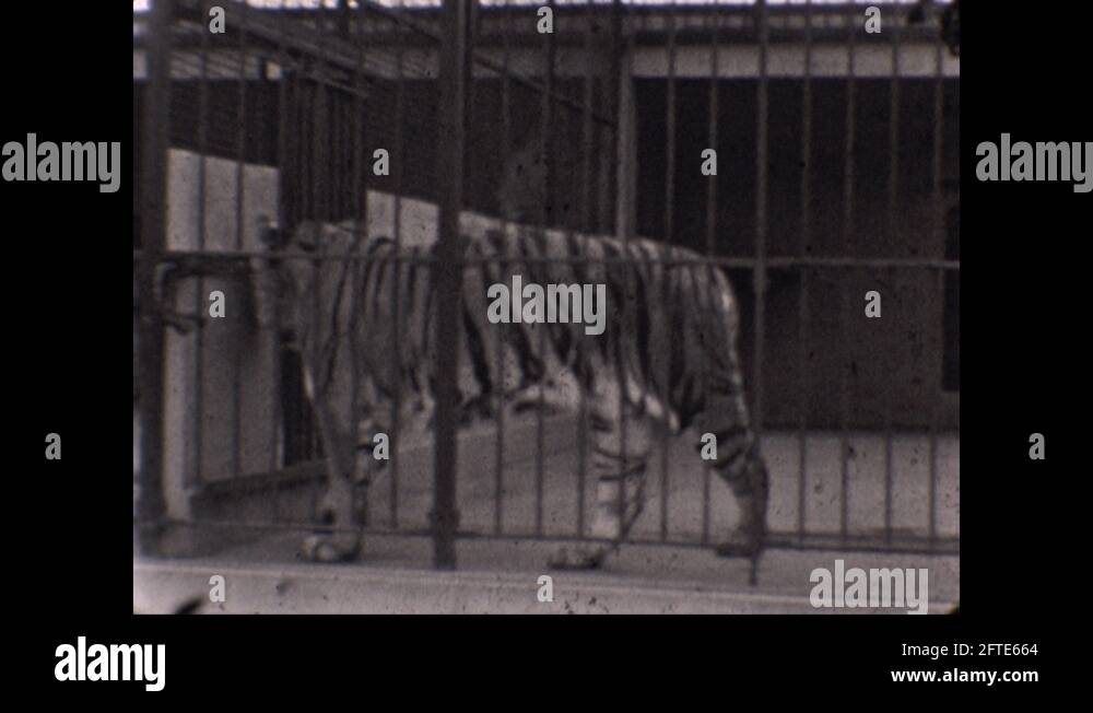 Zoo old tiger Stock Videos & Footage - HD and 4K Video Clips - Alamy