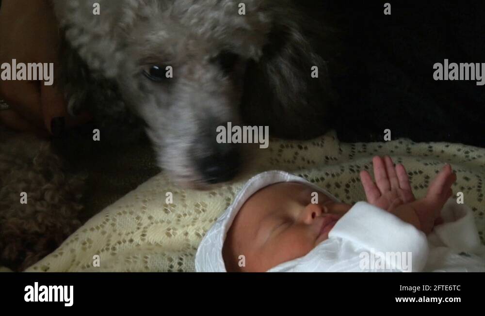 Newborn human baby Stock Videos & Footage - HD and 4K Video Clips - Alamy