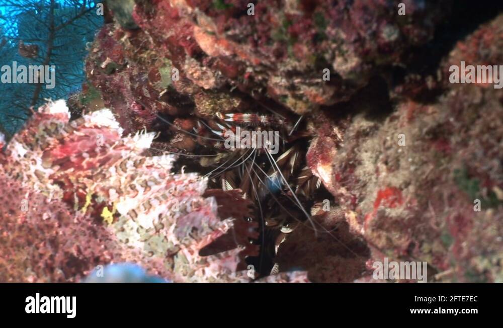 Dangerous poisonous stone fish on background in clean clear water in ...