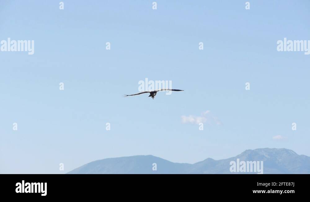 Griffon aircraft engine Stock Videos & Footage - HD and 4K Video Clips ...