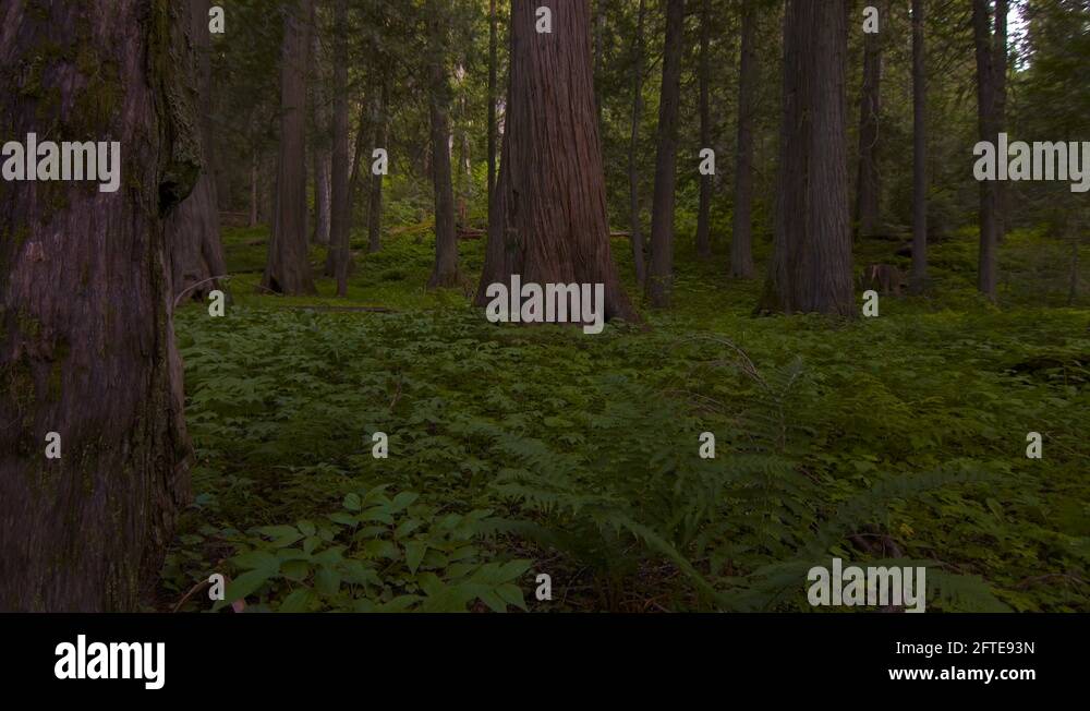 Tall cedar tree Stock Videos & Footage - HD and 4K Video Clips - Alamy