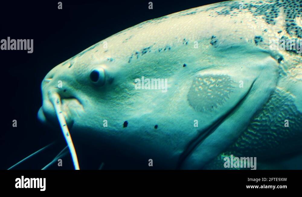 Underwater barbels Stock Videos & Footage - HD and 4K Video Clips - Alamy