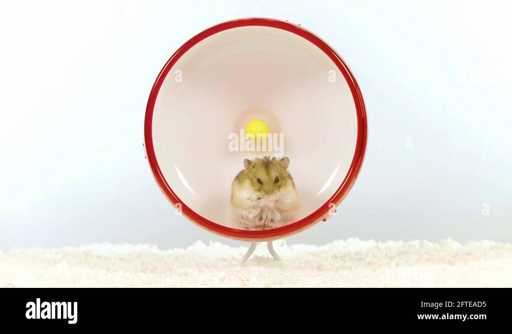 Gerbil wheel Stock Videos & Footage - HD and 4K Video Clips - Alamy