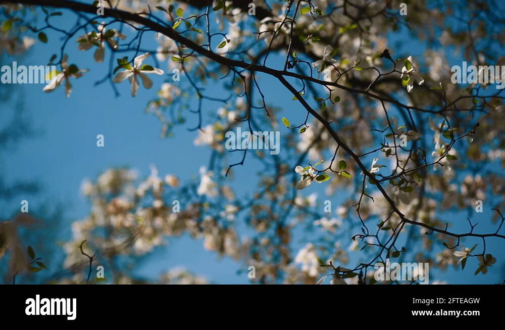 Magnolia flower top view isolated Stock Videos & Footage - HD and 4K ...