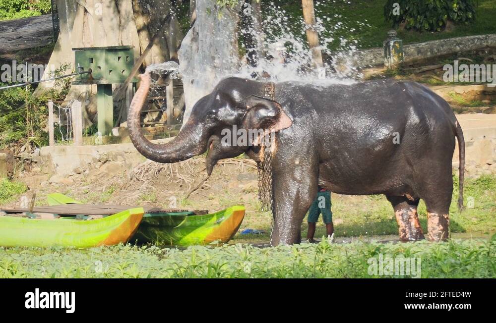 Captive Elephant with Chain Scars Takes a Bath in Sri Lanka. FullHD ...
