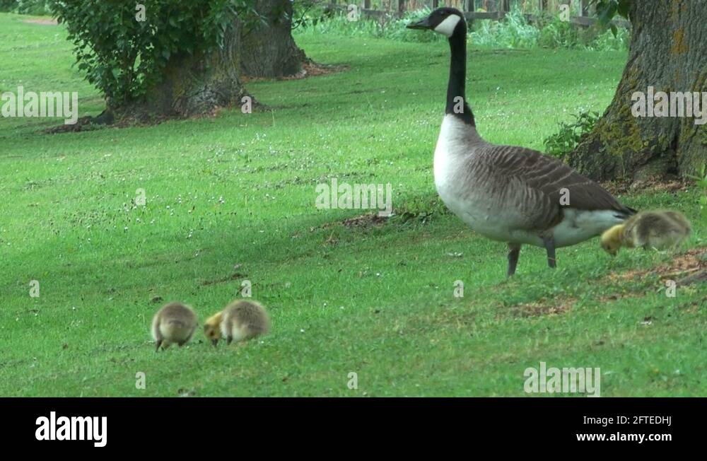 Walking goose with goslings Stock Videos & Footage - HD and 4K Video ...