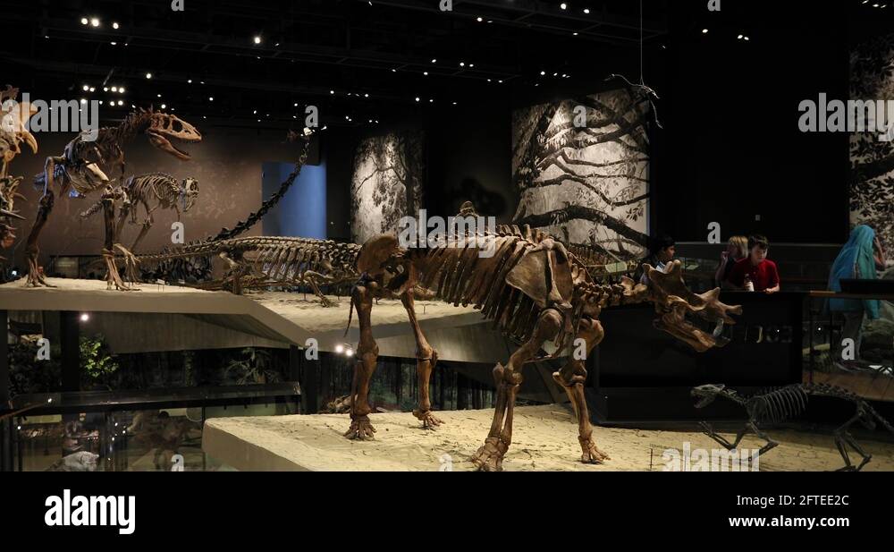 Fossils and dinosaurs Stock Videos & Footage - HD and 4K Video Clips - Alamy