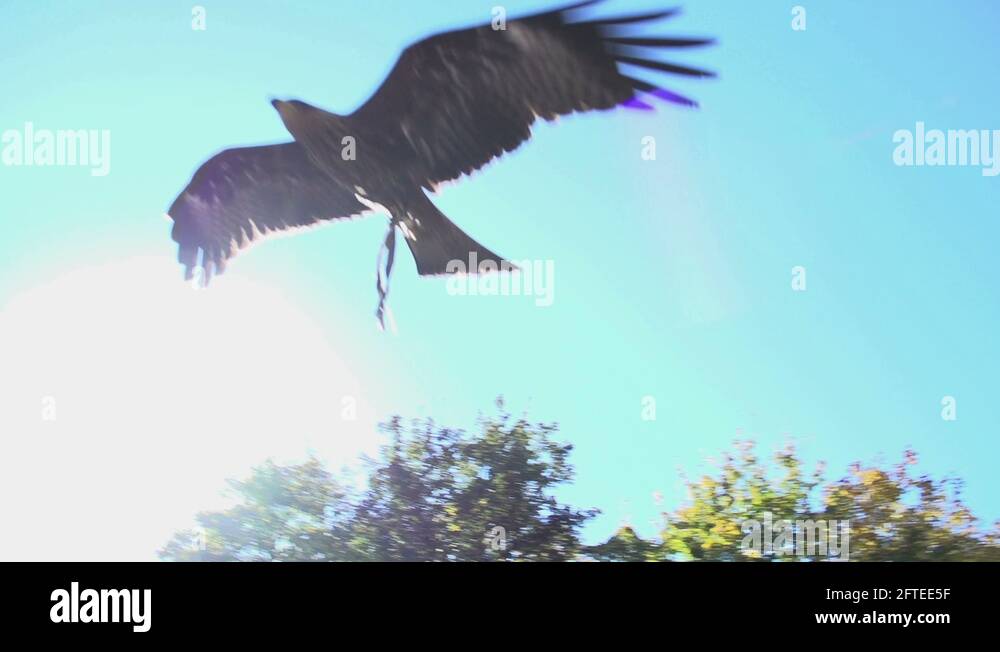 hawk bird flying in slow motion. wildlife animals background Stock ...