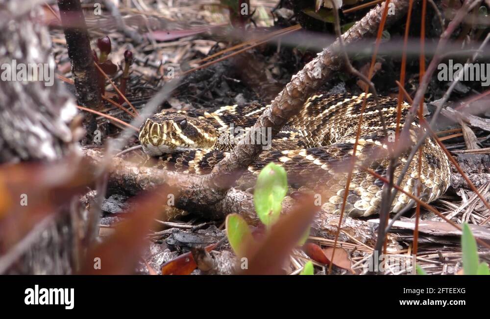 The largest rattlesnake Stock Videos & Footage - HD and 4K Video Clips ...