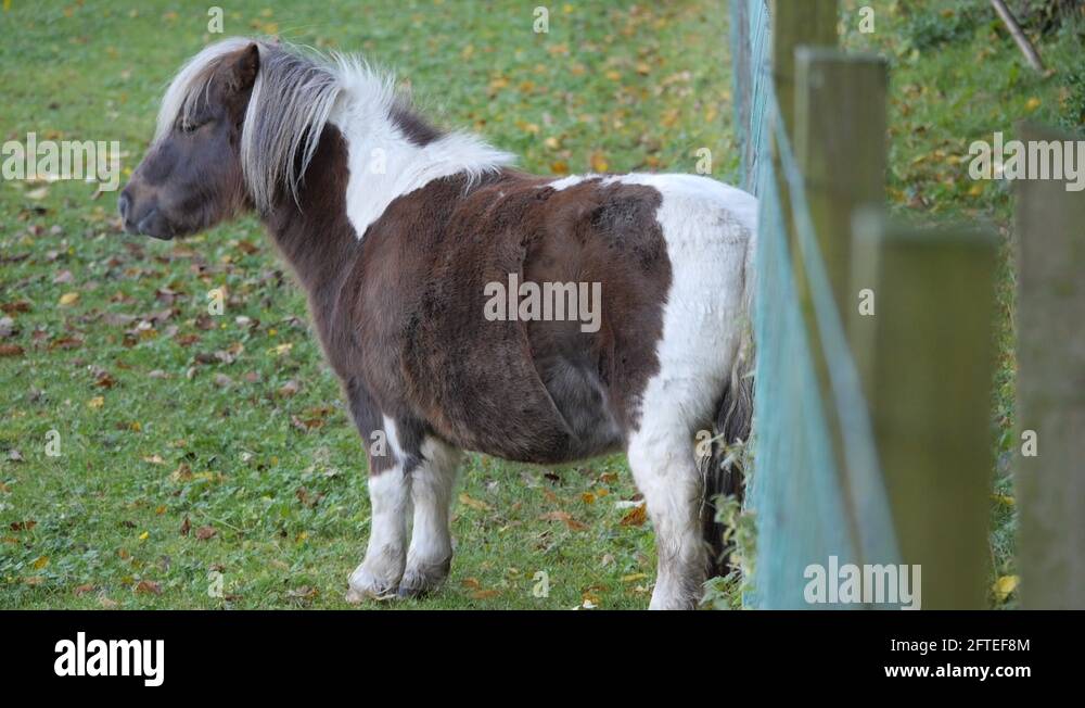 Little pony horse Stock Videos & Footage - HD and 4K Video Clips - Alamy