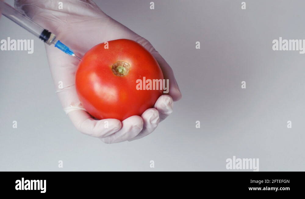 GMO injection with syringe in tomato by the hands in white gloves Stock ...