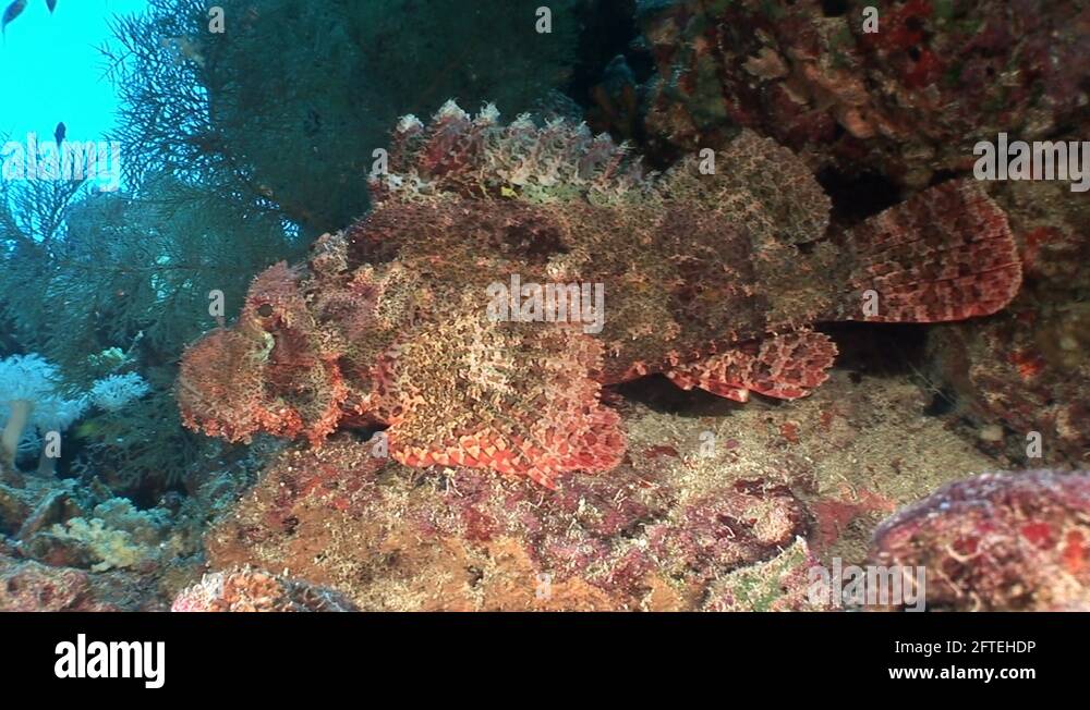 Dangerous poisonous stone fish in coral underwater in Red sea Stock ...
