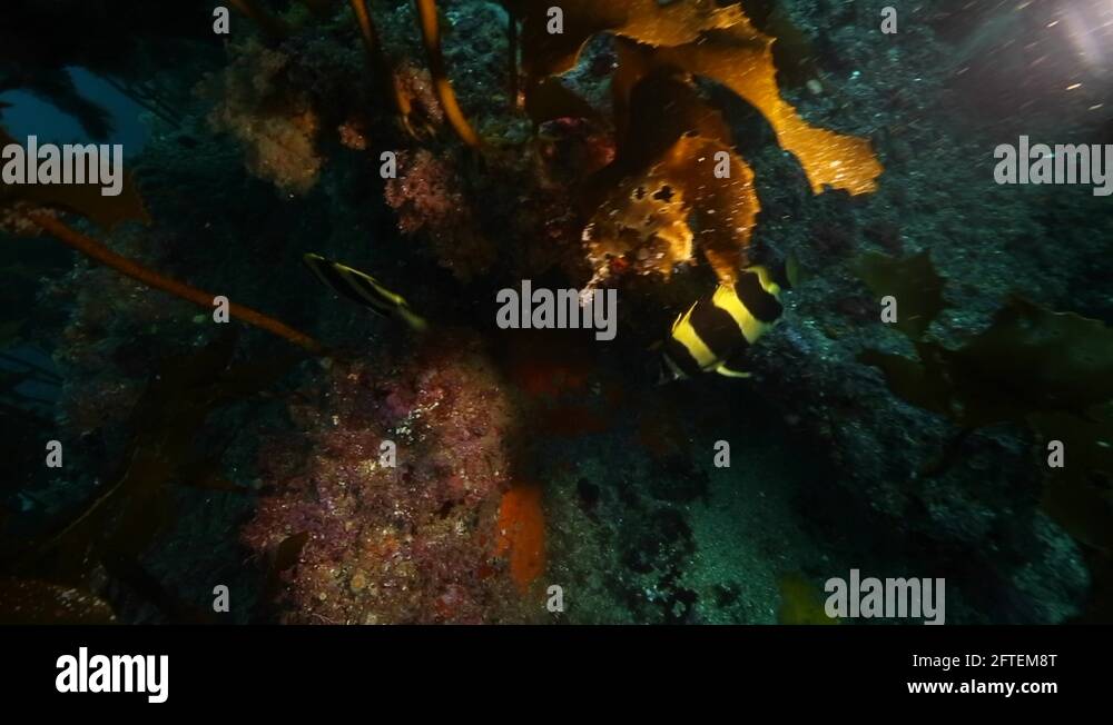 Lord howe islands Stock Videos & Footage - HD and 4K Video Clips - Alamy