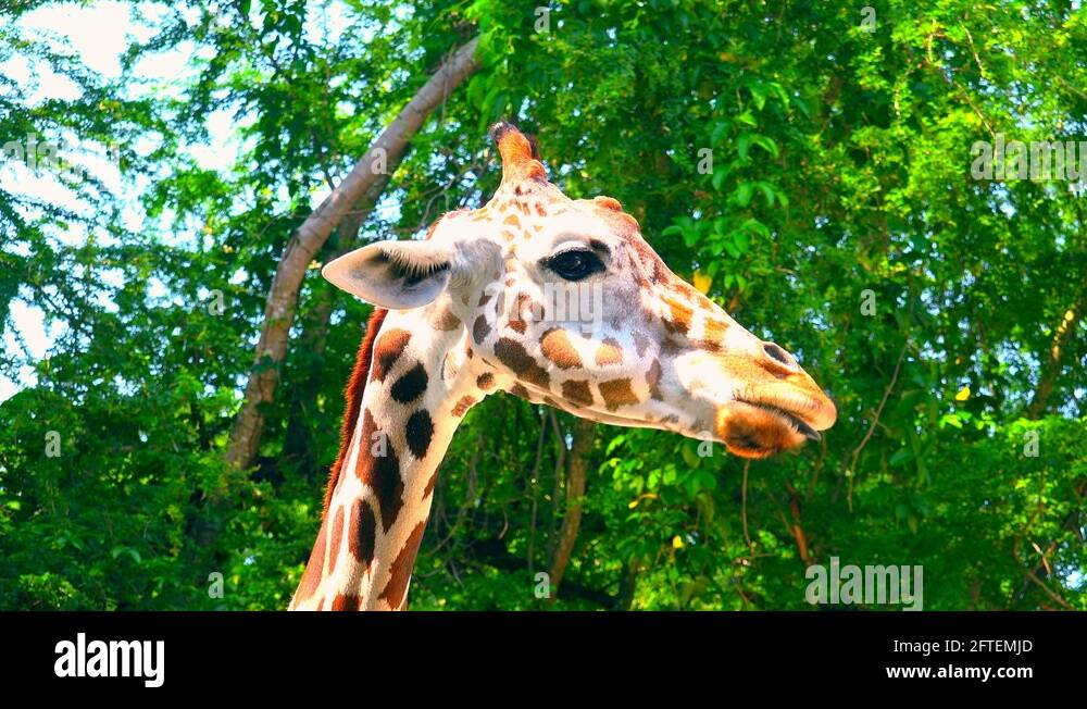 Giraffe in its environment Stock Videos & Footage - HD and 4K Video ...