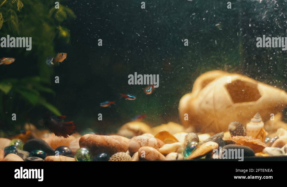 Many beautiful colourful fish with long voile tails and fine in home ...