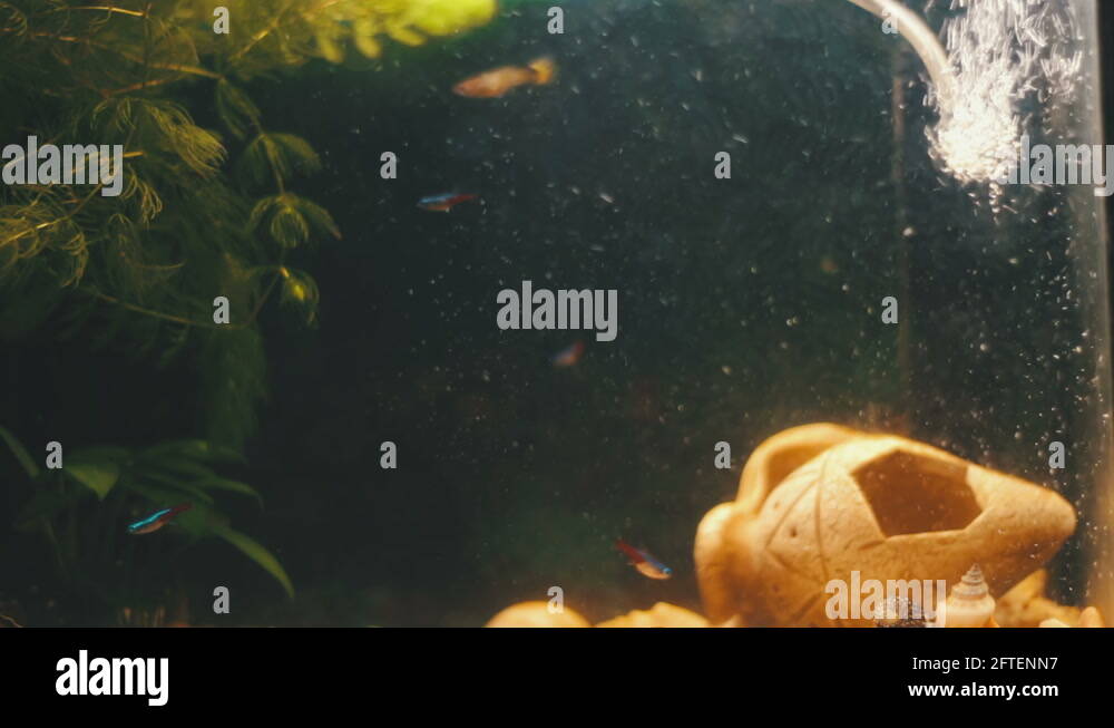 Many beautiful colourful fish with long voile tails and fine in home ...