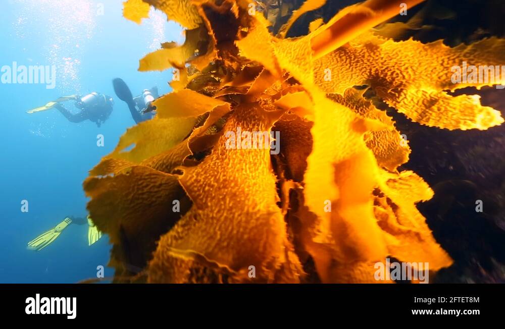 Scuba diving in kelp forest Stock Videos & Footage - HD and 4K Video ...