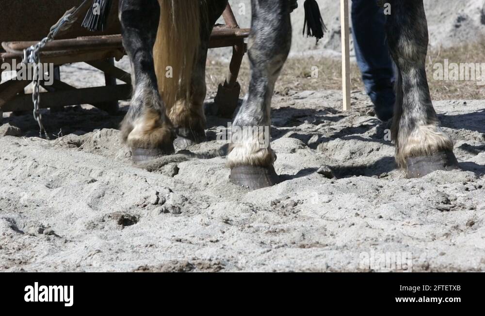 Horse pulling heavy load Stock Videos & Footage - HD and 4K Video Clips ...