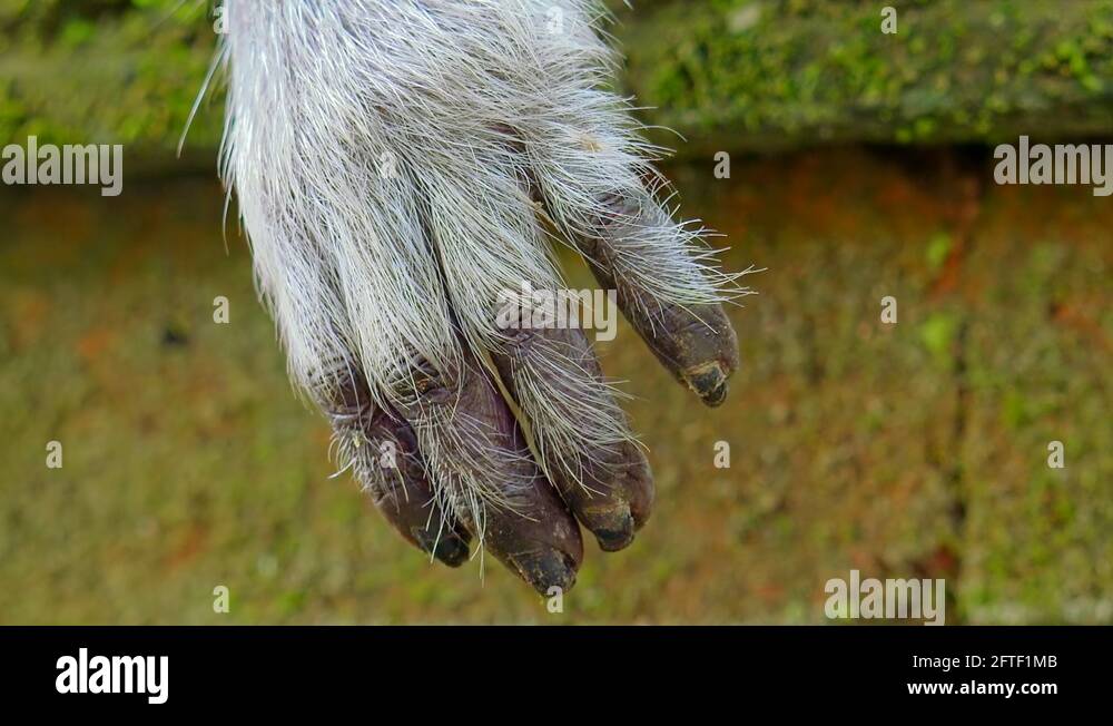 Monkeys hand Stock Videos & Footage - HD and 4K Video Clips - Alamy