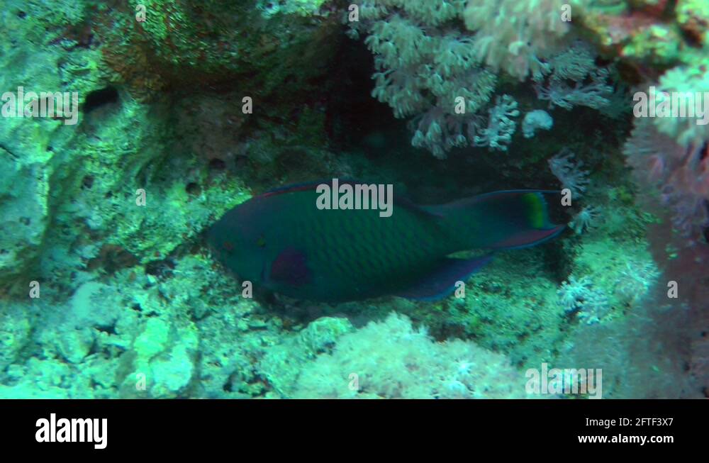 Marron fish Stock Videos & Footage - HD and 4K Video Clips - Alamy