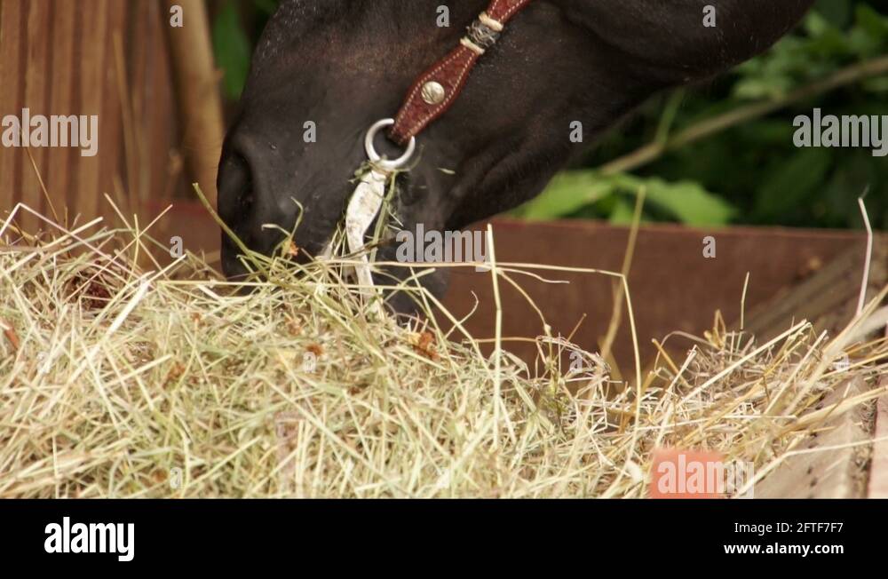 Yellow hay horse Stock Videos & Footage - HD and 4K Video Clips - Alamy