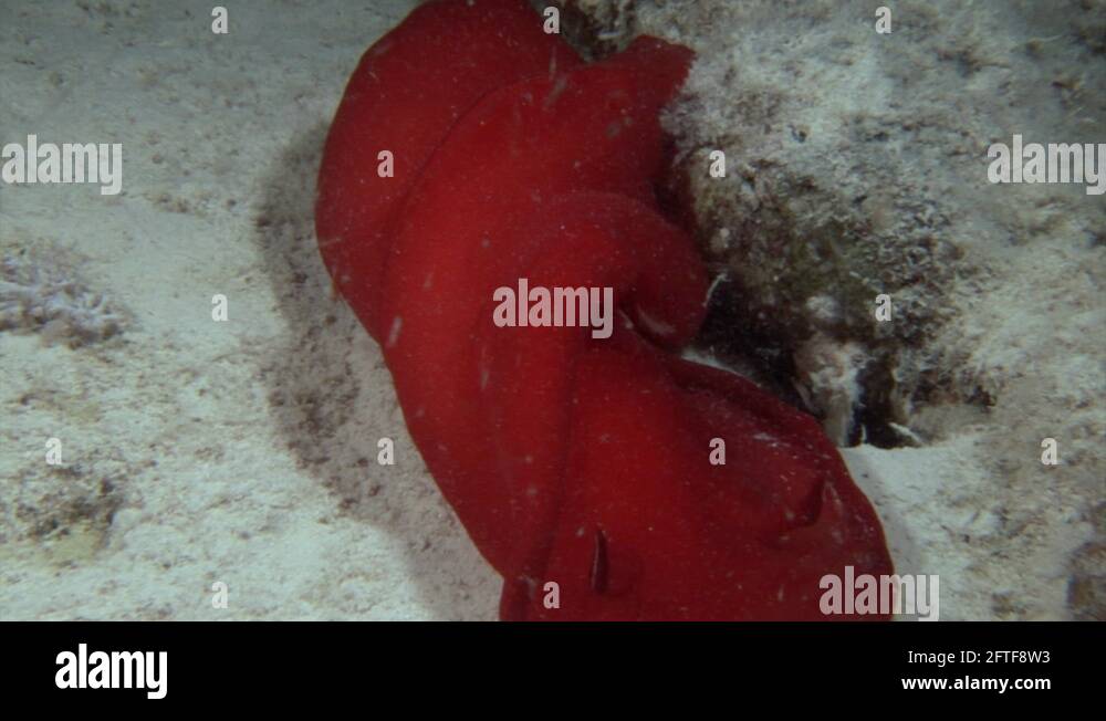 Spanish dancer nudibranchs underwater in Red sea Stock Video Footage ...