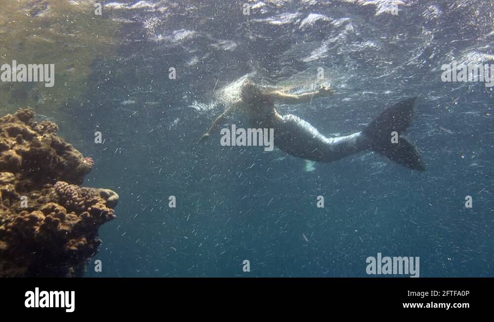 Underwater model free diver swims in clean transparent blue water in ...