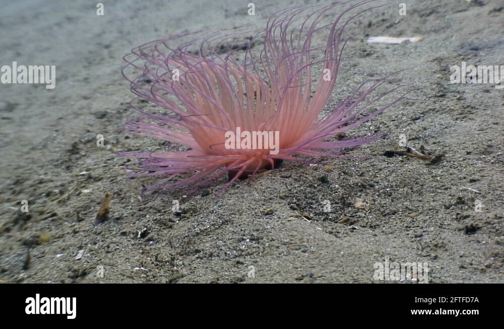 Red sea lily underwater in ocean of wildlife Philippines Stock Video ...