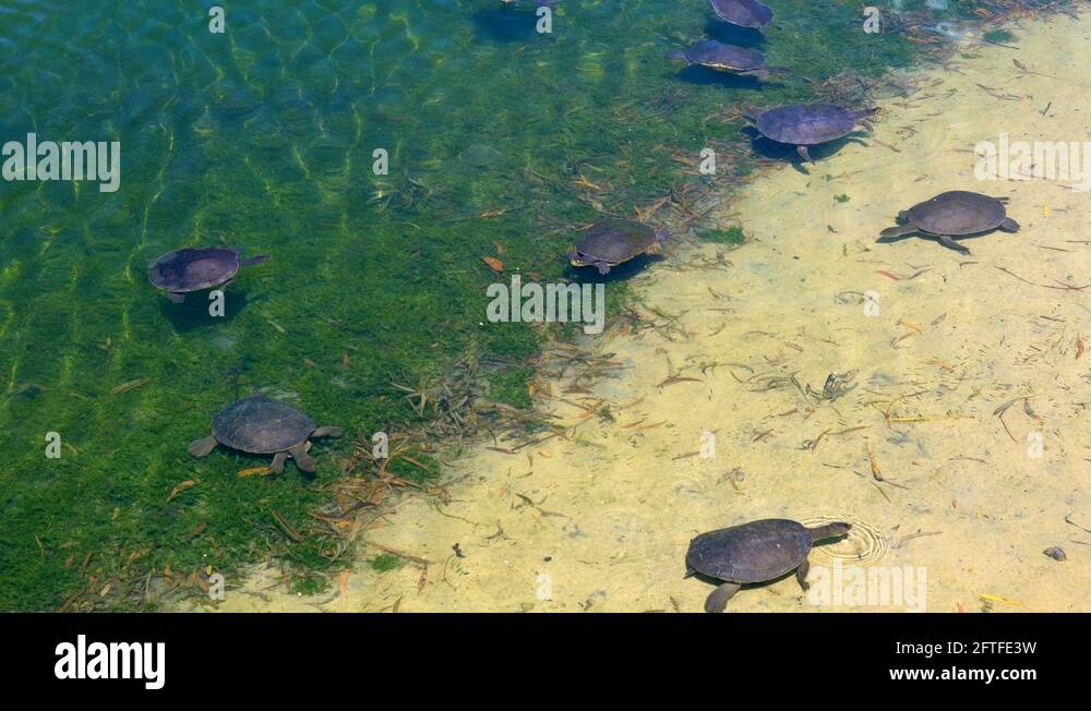 Australian fresh water turtles Stock Video Footage - Alamy