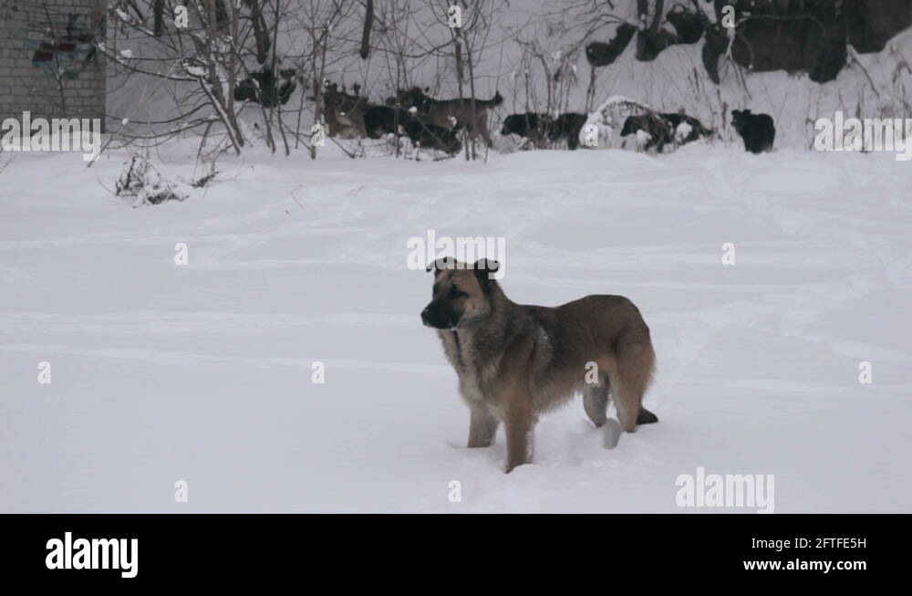 Stray dogs on dirty street Stock Videos & Footage - HD and 4K Video ...