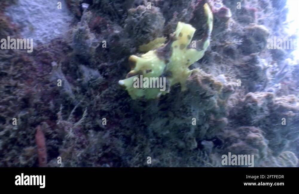 Fish stone is masked underwater in ocean of wildlife Philippines Stock ...