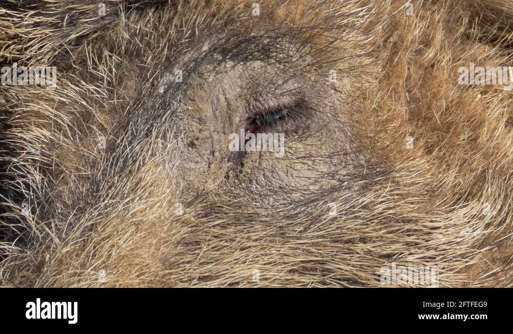 Pig eye detail Stock Videos & Footage - HD and 4K Video Clips - Alamy