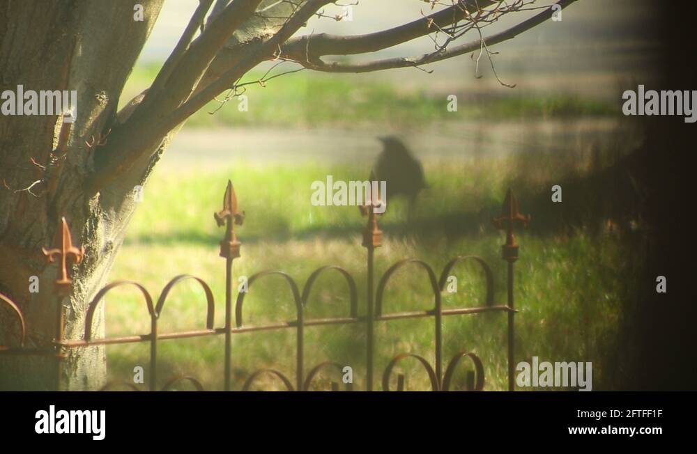 Gothic graveyard raven Stock Videos & Footage - HD and 4K Video Clips ...