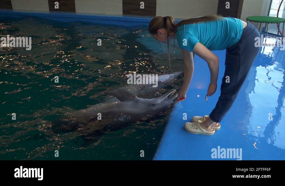 Dolphin food trainer Stock Videos & Footage - HD and 4K Video Clips - Alamy