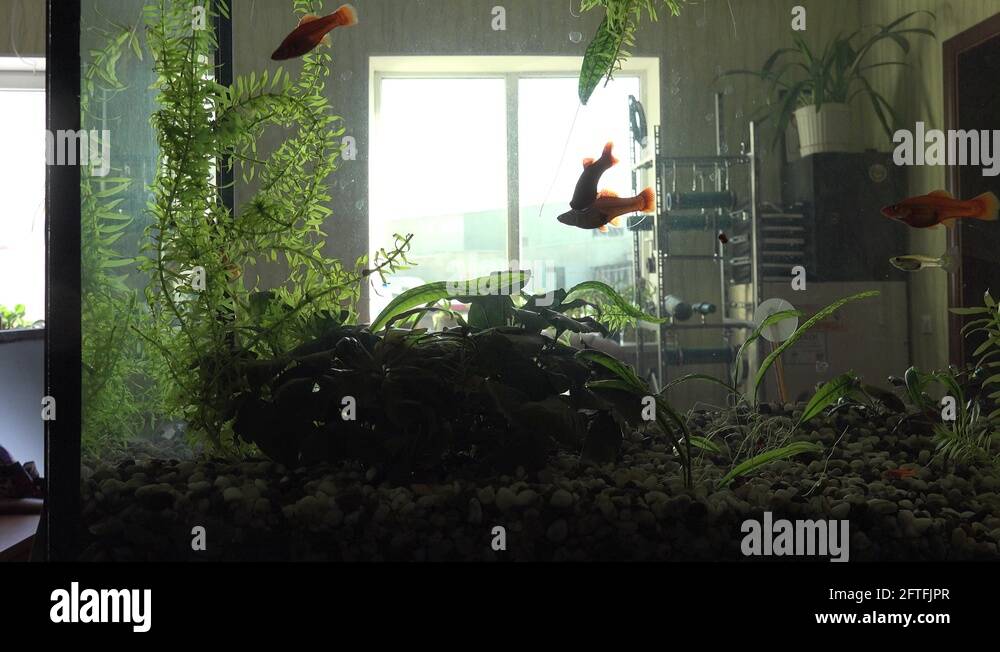 Circulation tank Stock Videos & Footage - HD and 4K Video Clips - Alamy