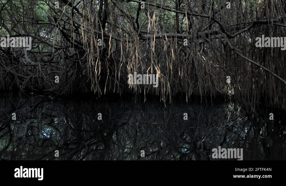 Dark swamp water reflects dense forest of mangrove trees with many ...