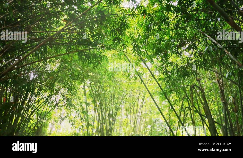 Bright bamboo Stock Videos & Footage - HD and 4K Video Clips - Alamy