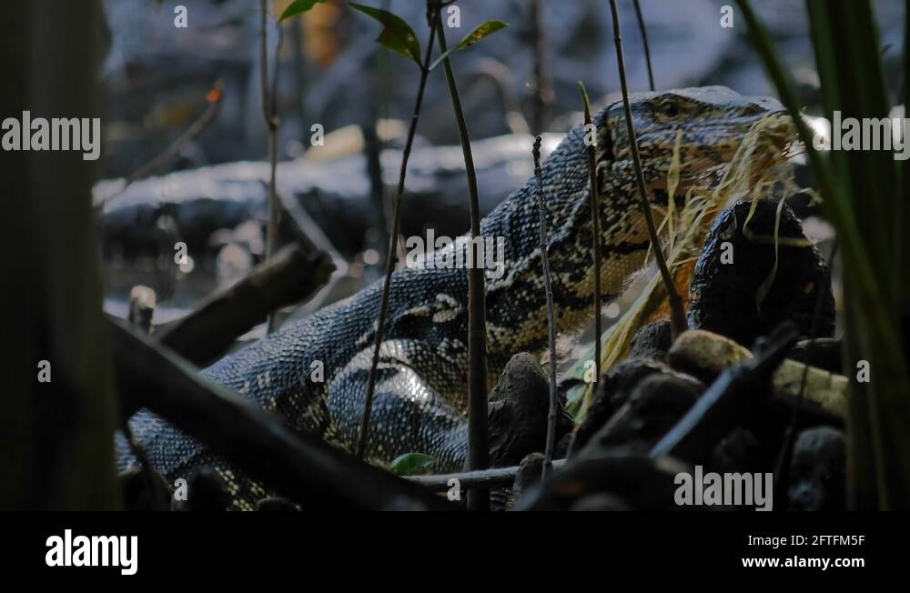 Asian water monitor lizard Varanus Salvator eats plastic garbage in ...