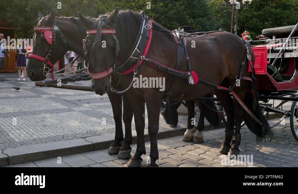 Horse carriage history historical Stock Videos & Footage - HD and 4K ...