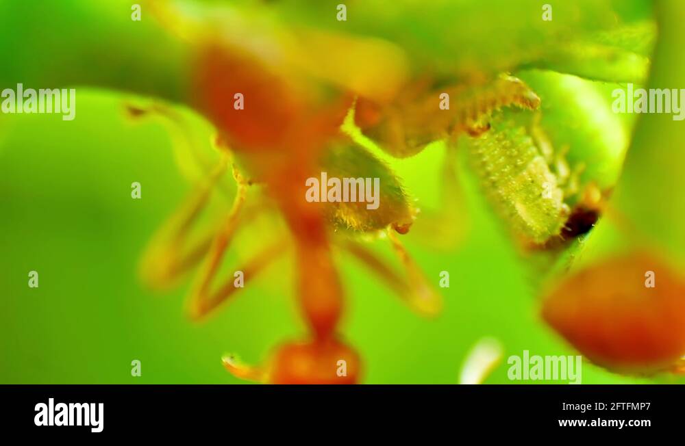 Farming ants Stock Videos & Footage - HD and 4K Video Clips - Alamy