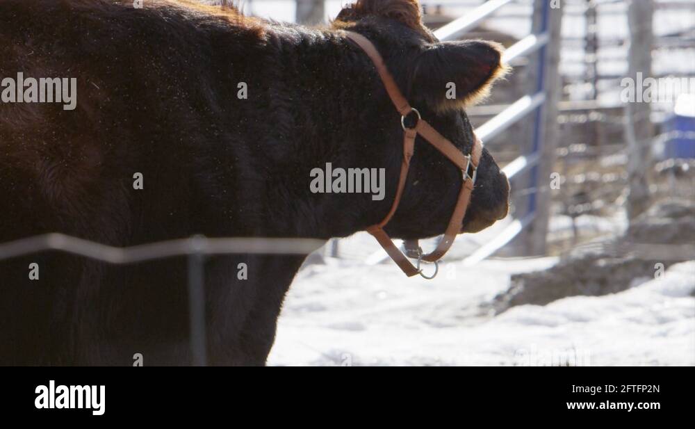 Moo cow Stock Videos & Footage - HD and 4K Video Clips - Alamy