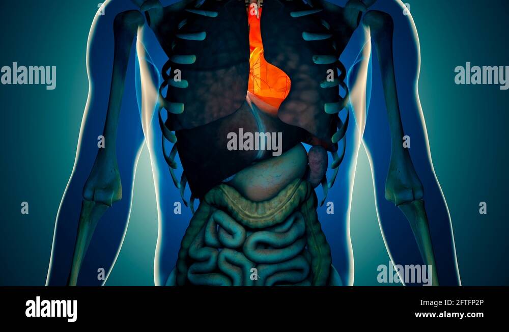 4K Human Body Organs and Transparent Heart Modern Anatomical 3D ...