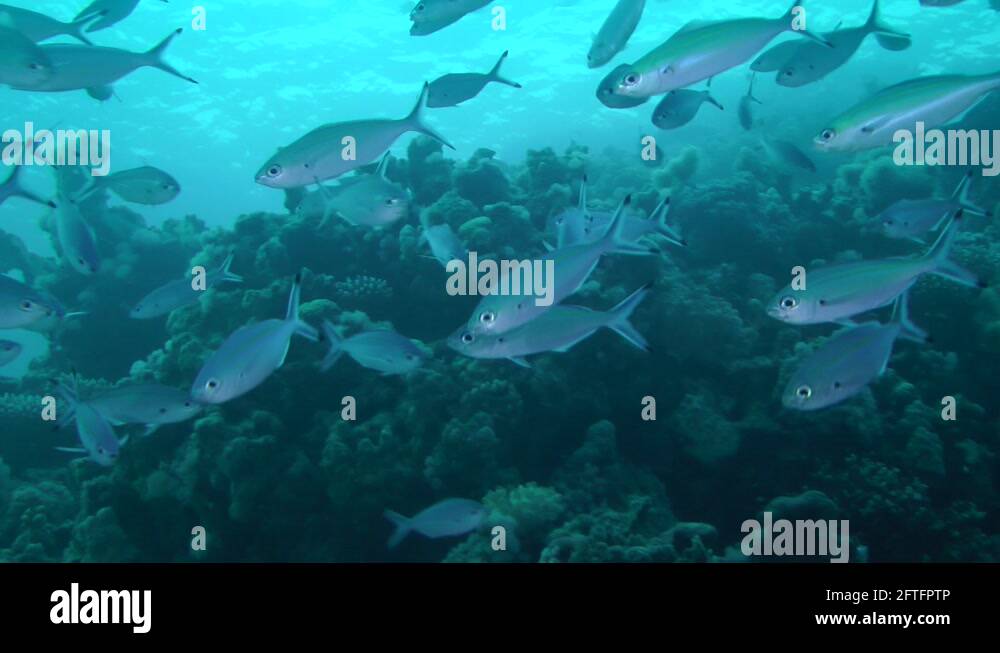 Pterocaesio striatus Stock Videos & Footage - HD and 4K Video Clips - Alamy