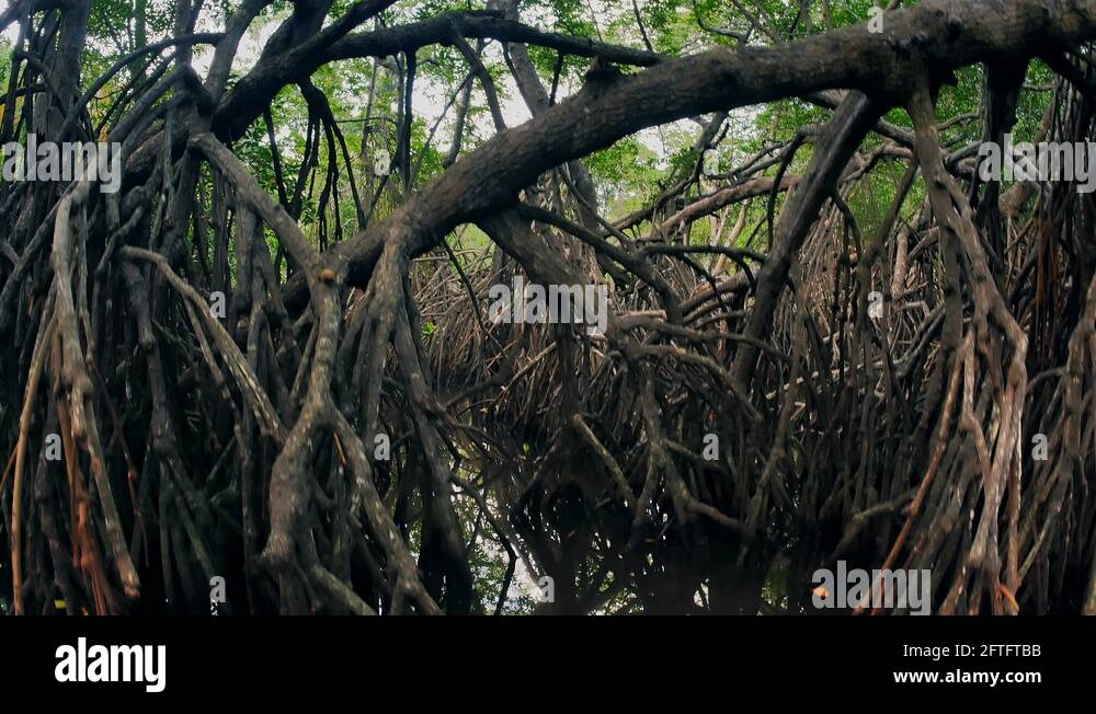 Close up roots of mangrove trees in forest growing in swamp water Stock ...
