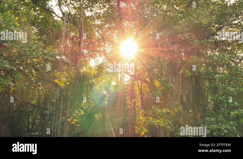 Flora diversity Stock Videos & Footage - HD and 4K Video Clips - Alamy