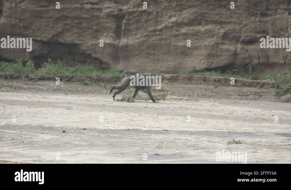 Baboon running Stock Videos & Footage - HD and 4K Video Clips - Alamy